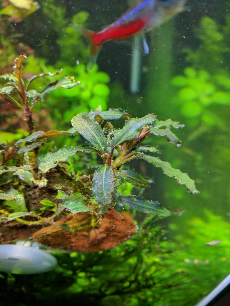 Bucephalandra and experience | The Planted Tank Forum