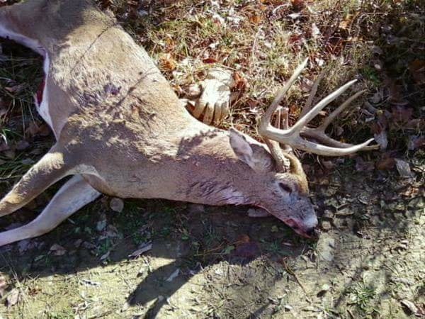 Dan Infalt - Hunting Public Land, Buck Bedding, And Mature Bucks ...