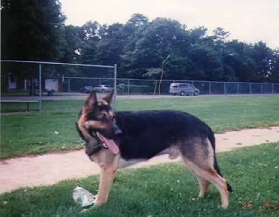 Reverse Masks | Page 2 | German Shepherds Forum