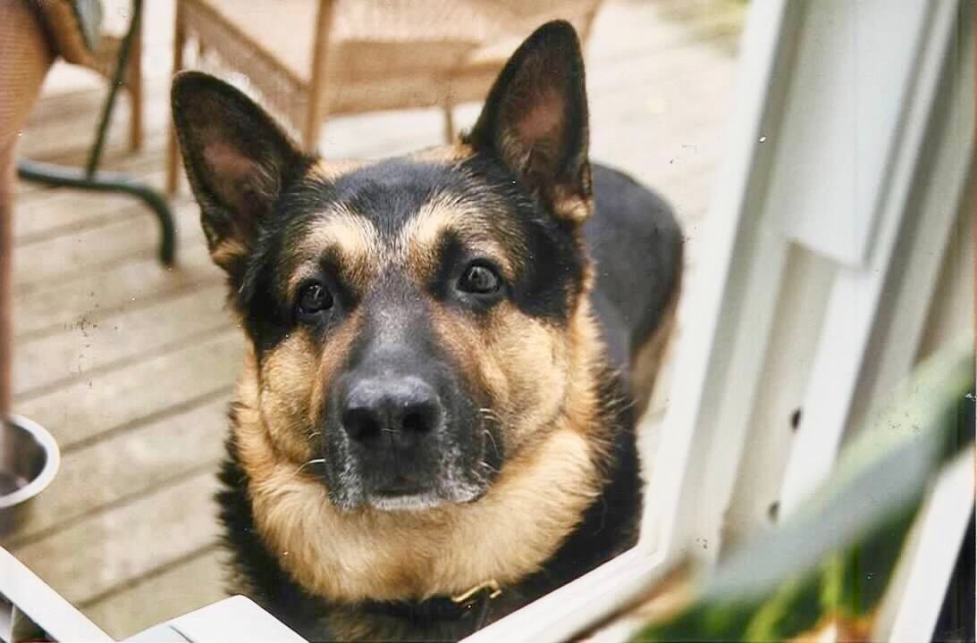 Reverse Masks | Page 2 | German Shepherds Forum