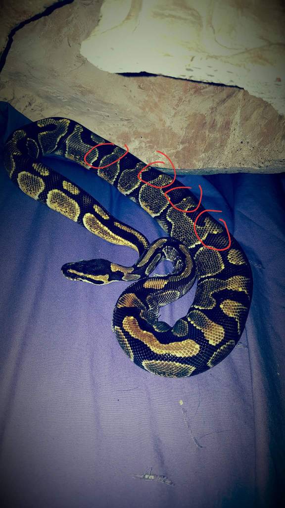 Fancy ball python | Reptile Forums