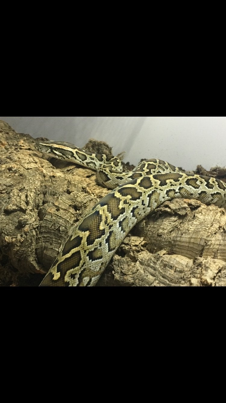 Half dwarf Burmese pythons | Reptile Forums