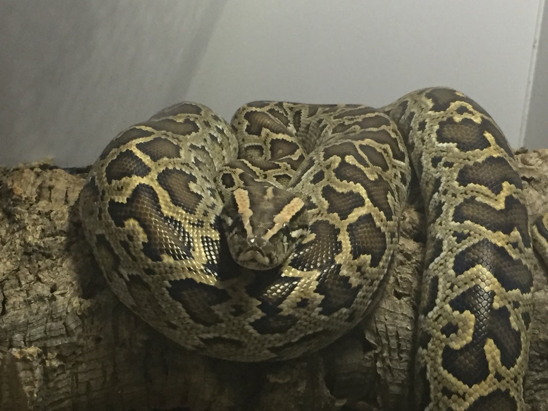 Half dwarf Burmese pythons | Reptile Forums