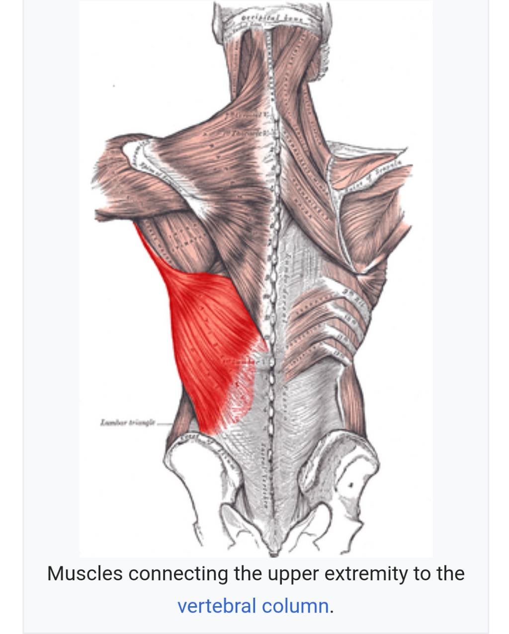 Using Lat muscles (latissimus dorsi) to lower shoulders? | Archery Talk ...