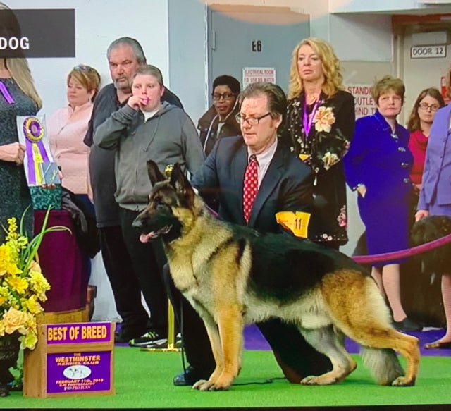 2019 Westminster GSD breed judging | German Shepherds Forum
