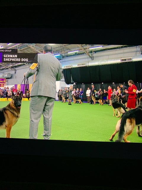 2019 Westminster GSD breed judging | German Shepherds Forum