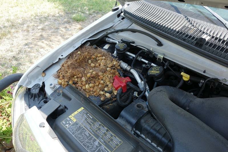 Rodents in your engine bay | Jeep Wrangler Forum