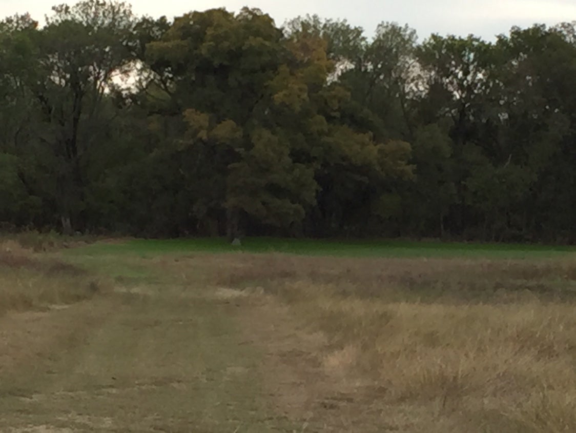 Commander with vertical cocking serrations? | 1911 Firearm Addicts