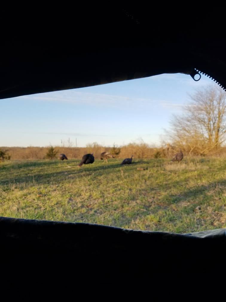 Favorite Decoy/Setup for Turkeys | Archery Talk Forum