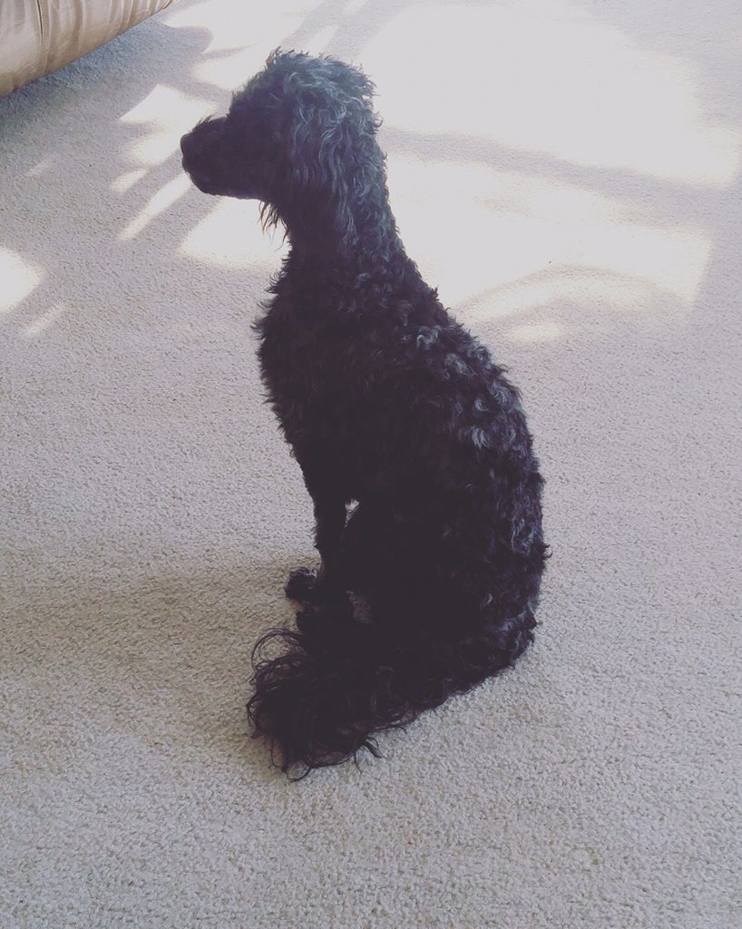 Roach back? | Poodle Forum