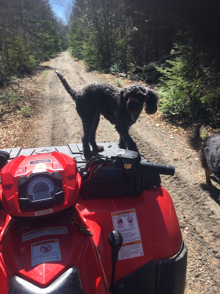 Roach back? | Poodle Forum