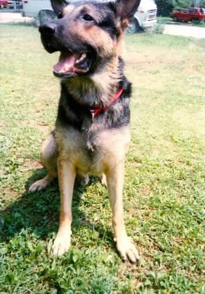 DDR Shepherd? | German Shepherds Forum