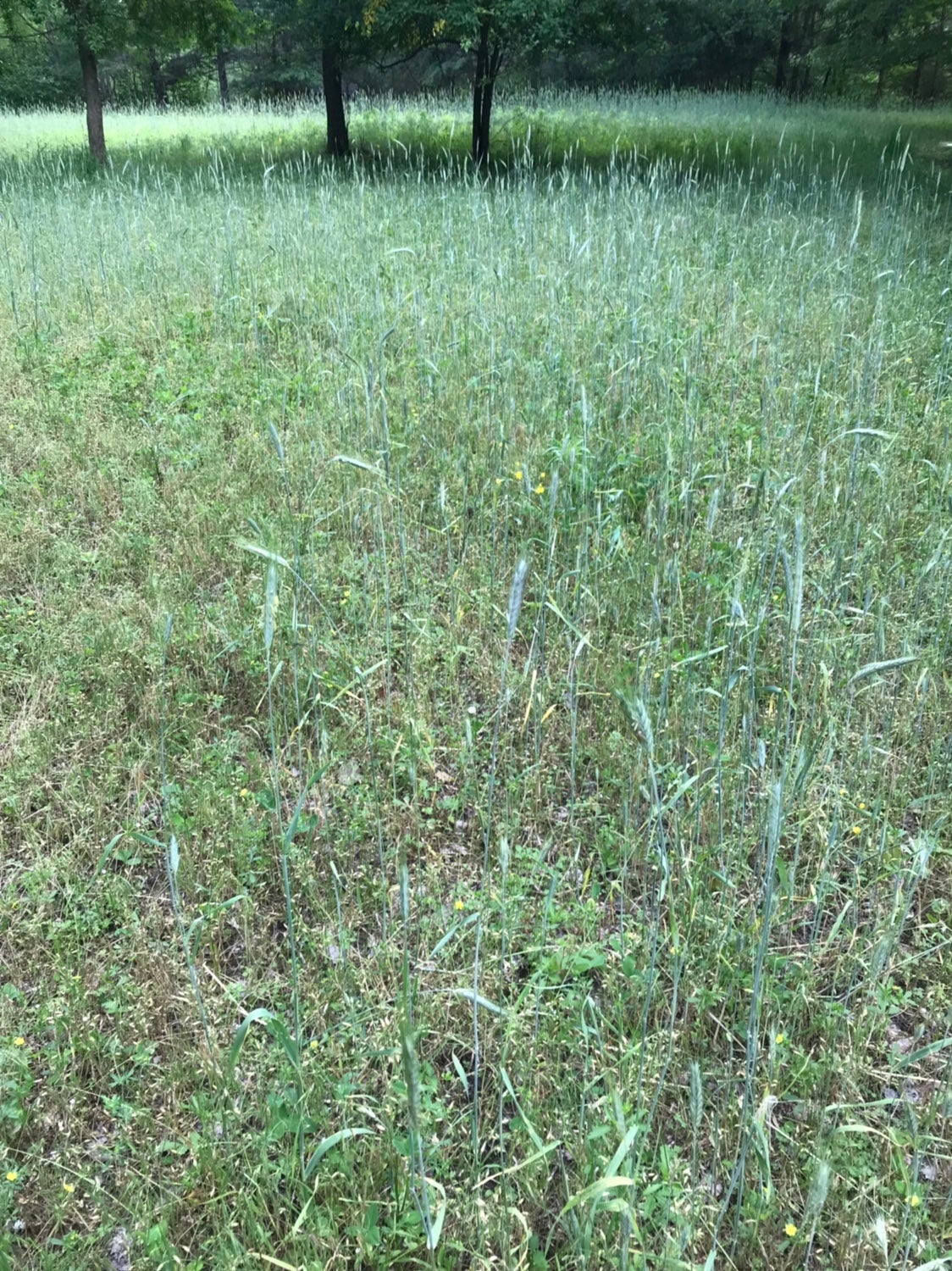 Weed Identification Quiz | Page 2 | Archery Talk Forum