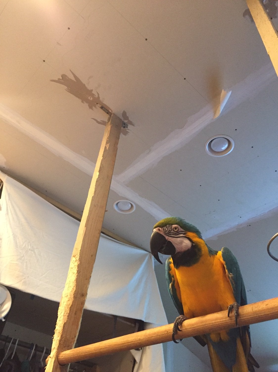 Drywall eating parrot | Contractor Talk - Professional Construction and ...