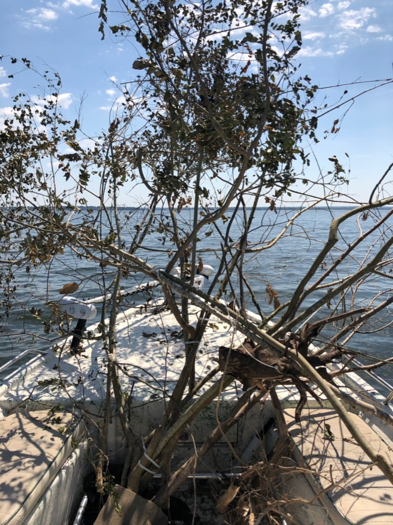 Crappie structure | 2 Cool Fishing Forum