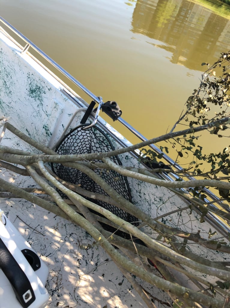 Crappie structure | 2 Cool Fishing Forum