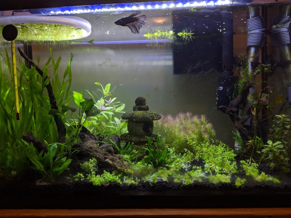 Waterbox 16 - low tech office garden | The Planted Tank Forum