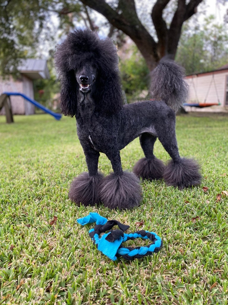 What do y’all think about these poodle clips??! | Poodle Forum