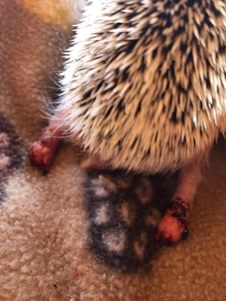 Dragging back legs and bitting his feet | Hedgehog Central
