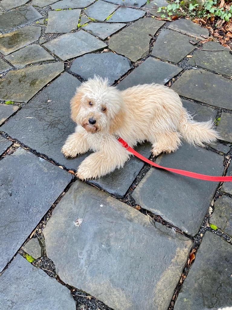 Oreo's first haircut | I Love My Cockapoo Forums