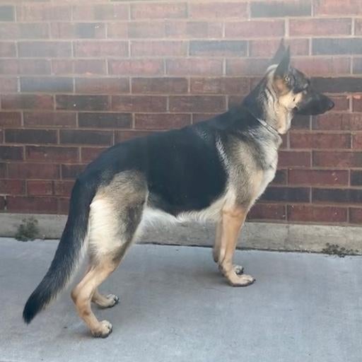 Square vs. 3 point Stack | German Shepherds Forum