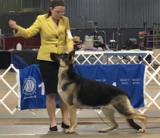 Square vs. 3 point Stack | German Shepherds Forum