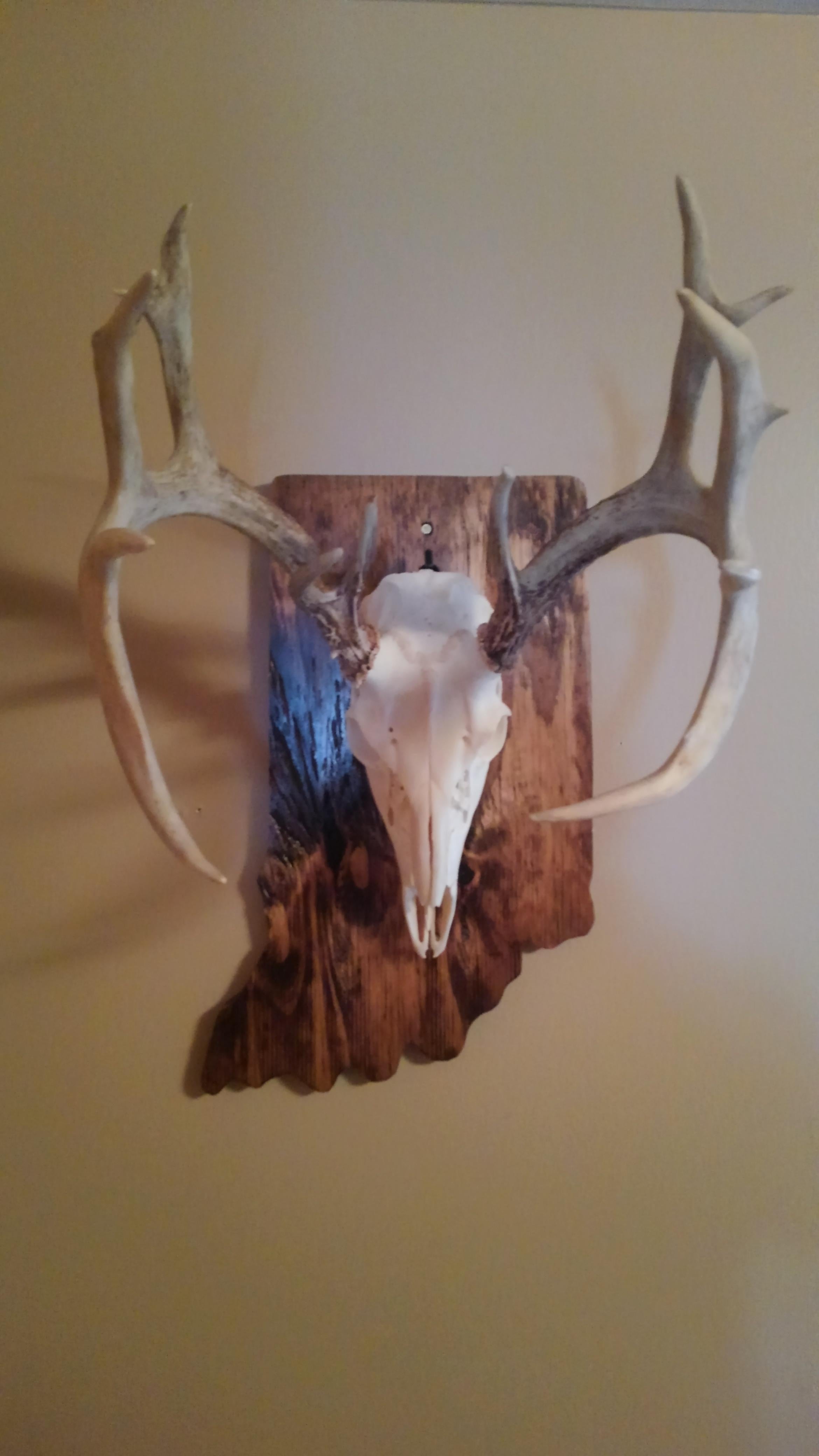 DIY Euro Mount | Archery Talk Forum
