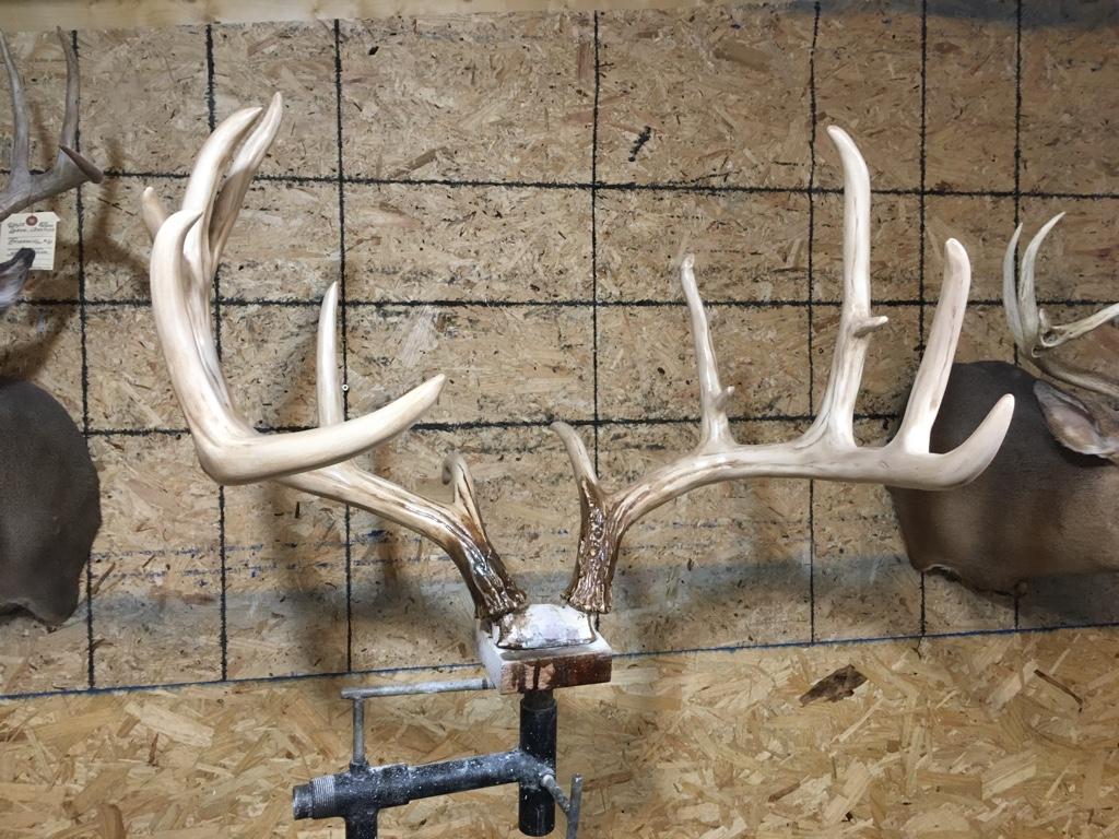 DIY Giant Replica Antlers | Archery Talk Forum