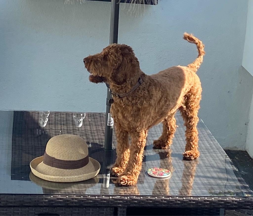 Favorite Cockapoo Color | I Love My Cockapoo Forums