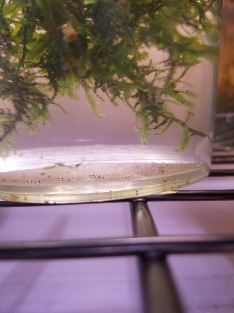 Super tiny white worms in tadpole water | Dendroboard