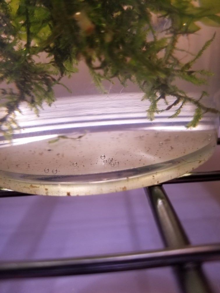 Super tiny white worms in tadpole water | Dendroboard