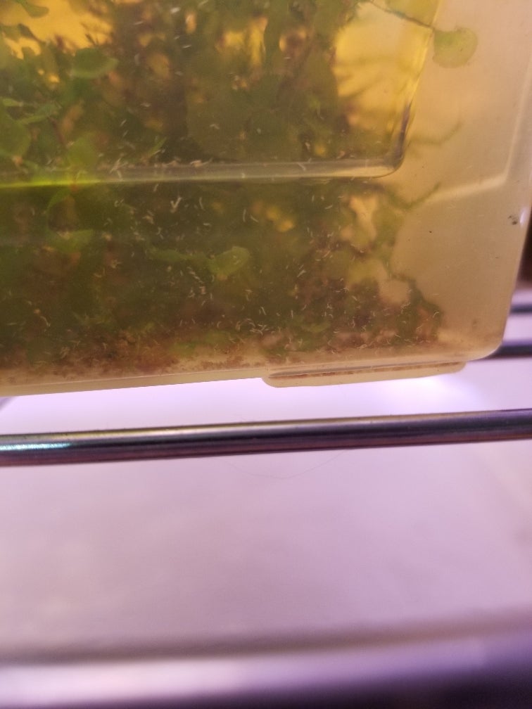 Super tiny white worms in tadpole water | Dendroboard