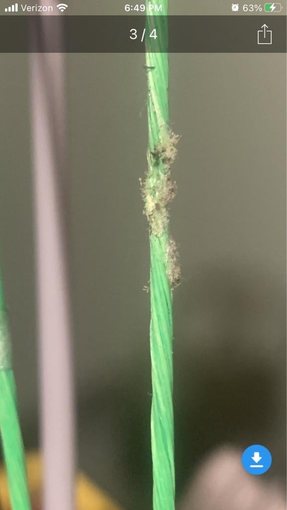 Frayed cable... ok for 1 shot? | Archery Talk Forum