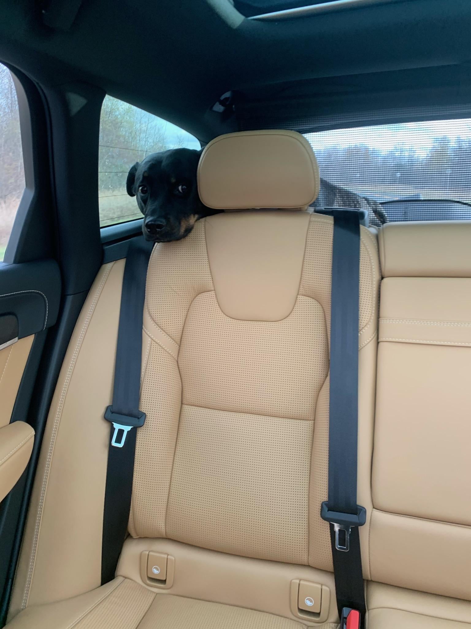 V90CC Review with a dog | SwedeSpeed - Volvo Performance Forum