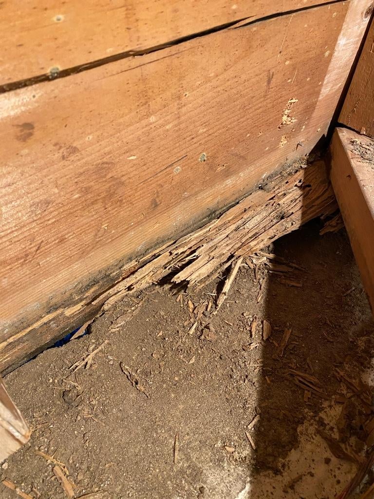 Mold/termite disaster | DIY Home Improvement Forum