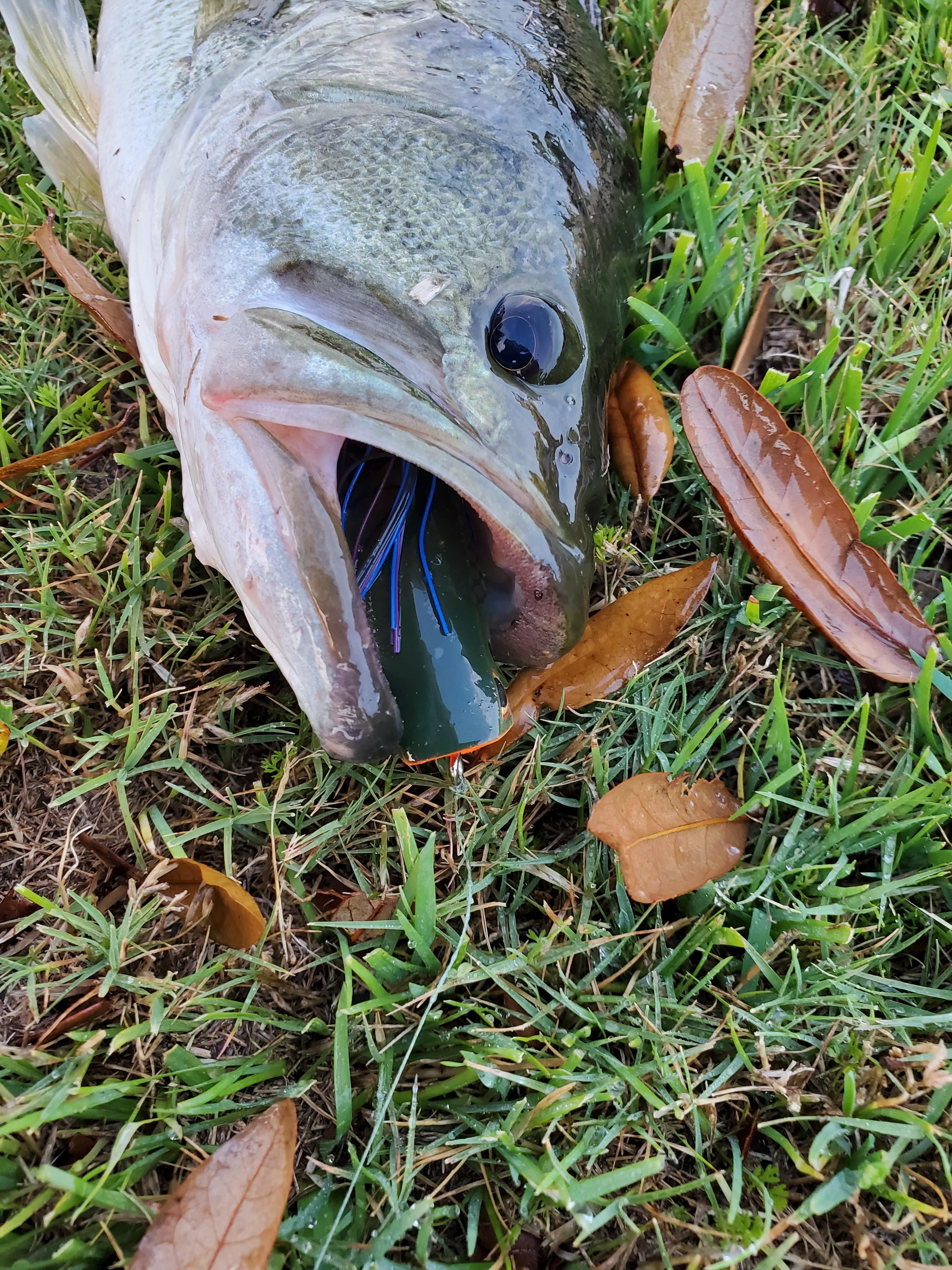 8lbs 8oz Slob on Sandestin! 3-16-21 LIVE! | Pensacola Fishing Forum