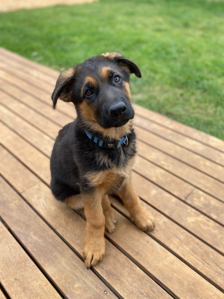 How did your runt grow? | Page 2 | German Shepherds Forum
