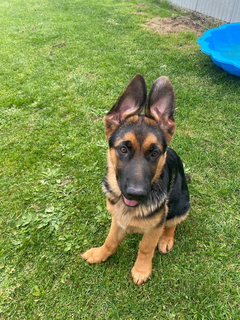 How did your runt grow? | Page 2 | German Shepherds Forum