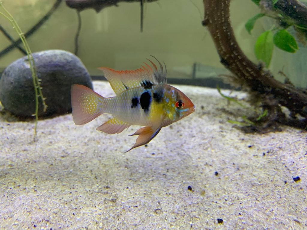 Bolivian Ram Cichlid Pair