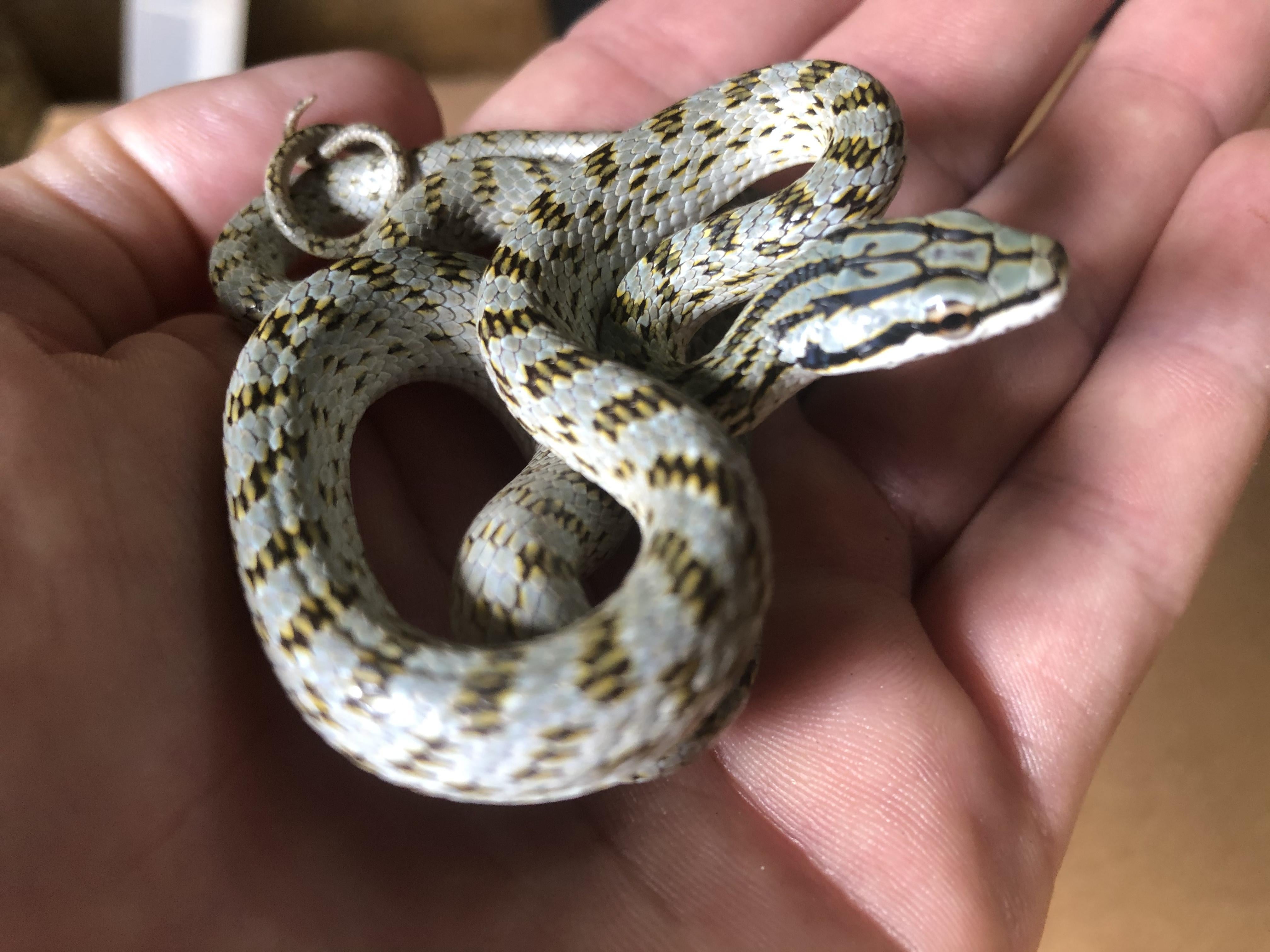 Rein Snake (Gonyosoma frenatum) | Reptile Forums