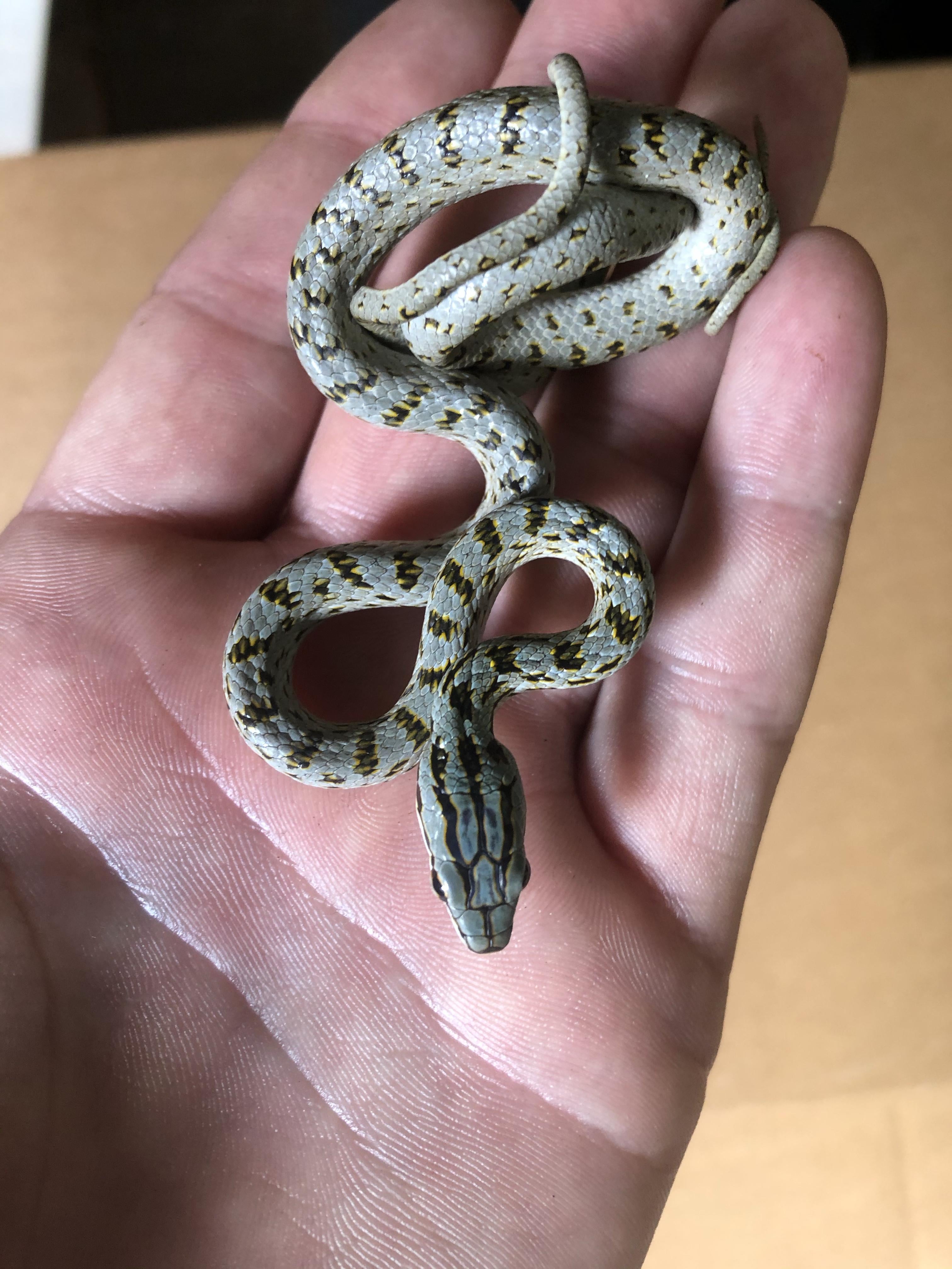 Rein Snake (Gonyosoma frenatum) | Reptile Forums