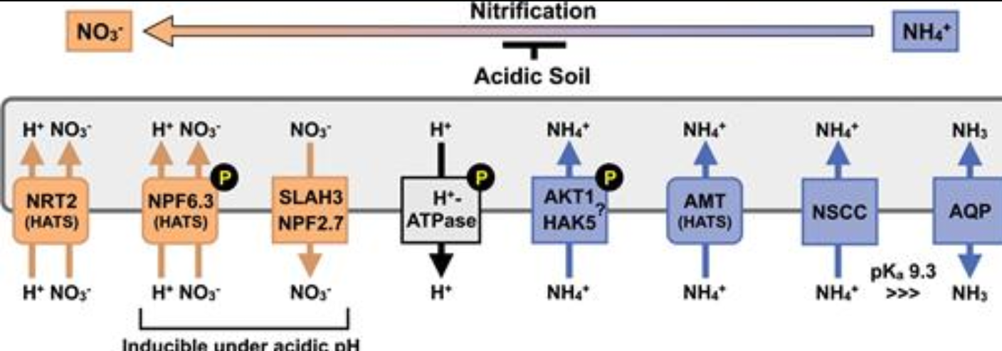 How quickly do plants absorb ammonia ? | The Planted Tank Forum