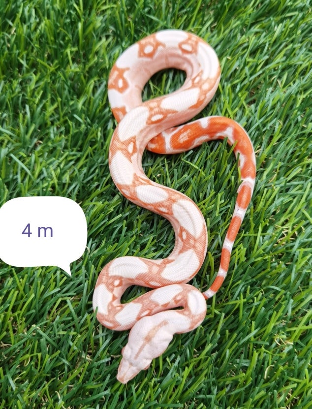 cb21 Hypo Roswell ladder tail boas for sale | Reptile Forums