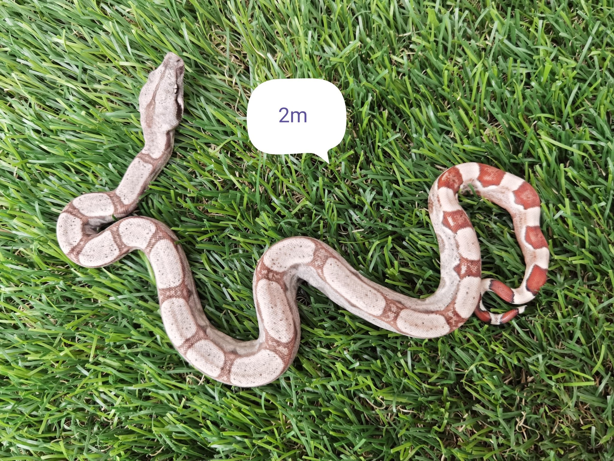 cb21 Hypo Roswell ladder tail boas for sale | Reptile Forums