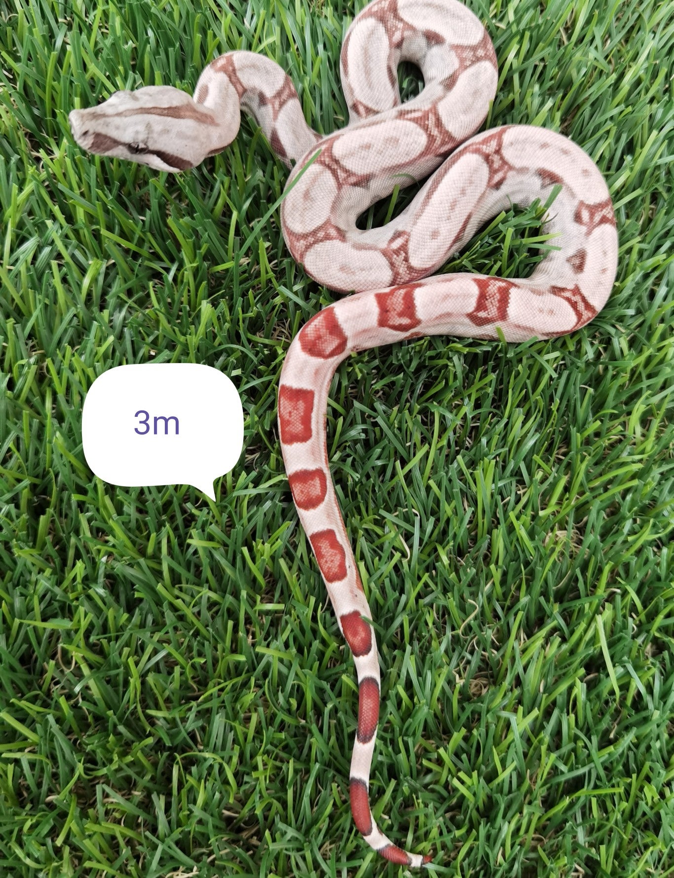 cb21 Hypo Roswell ladder tail boas for sale | Reptile Forums