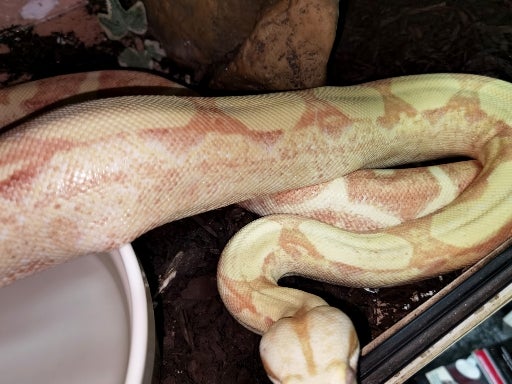 cb21 Hypo Roswell ladder tail boas for sale | Reptile Forums
