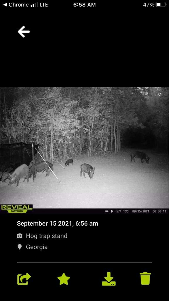 Homemade pig brig hog trap | Archery Talk Forum