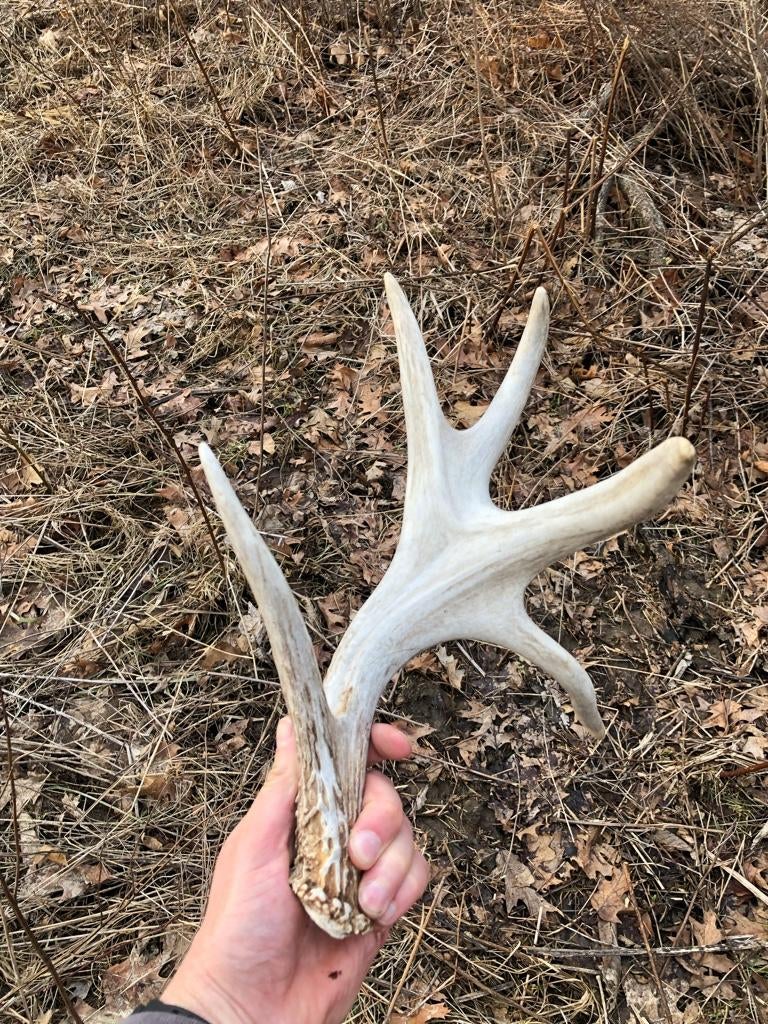 Palmated deer | Page 2 | Archery Talk Forum