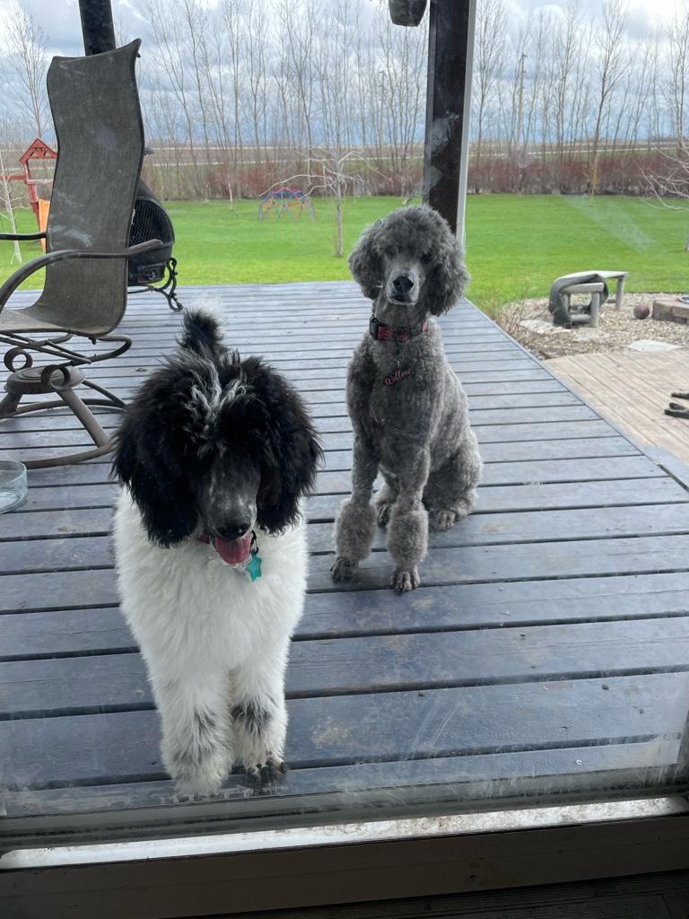 Maggie pictures! | Poodle Forum