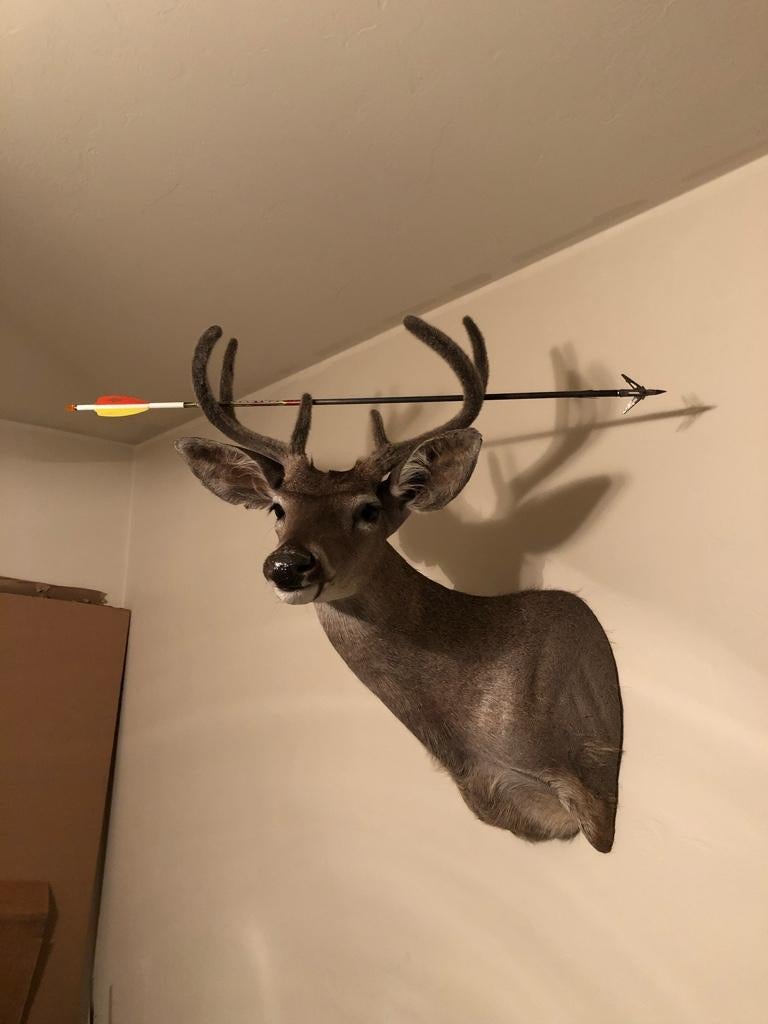 Nap killzone | Archery Talk Forum